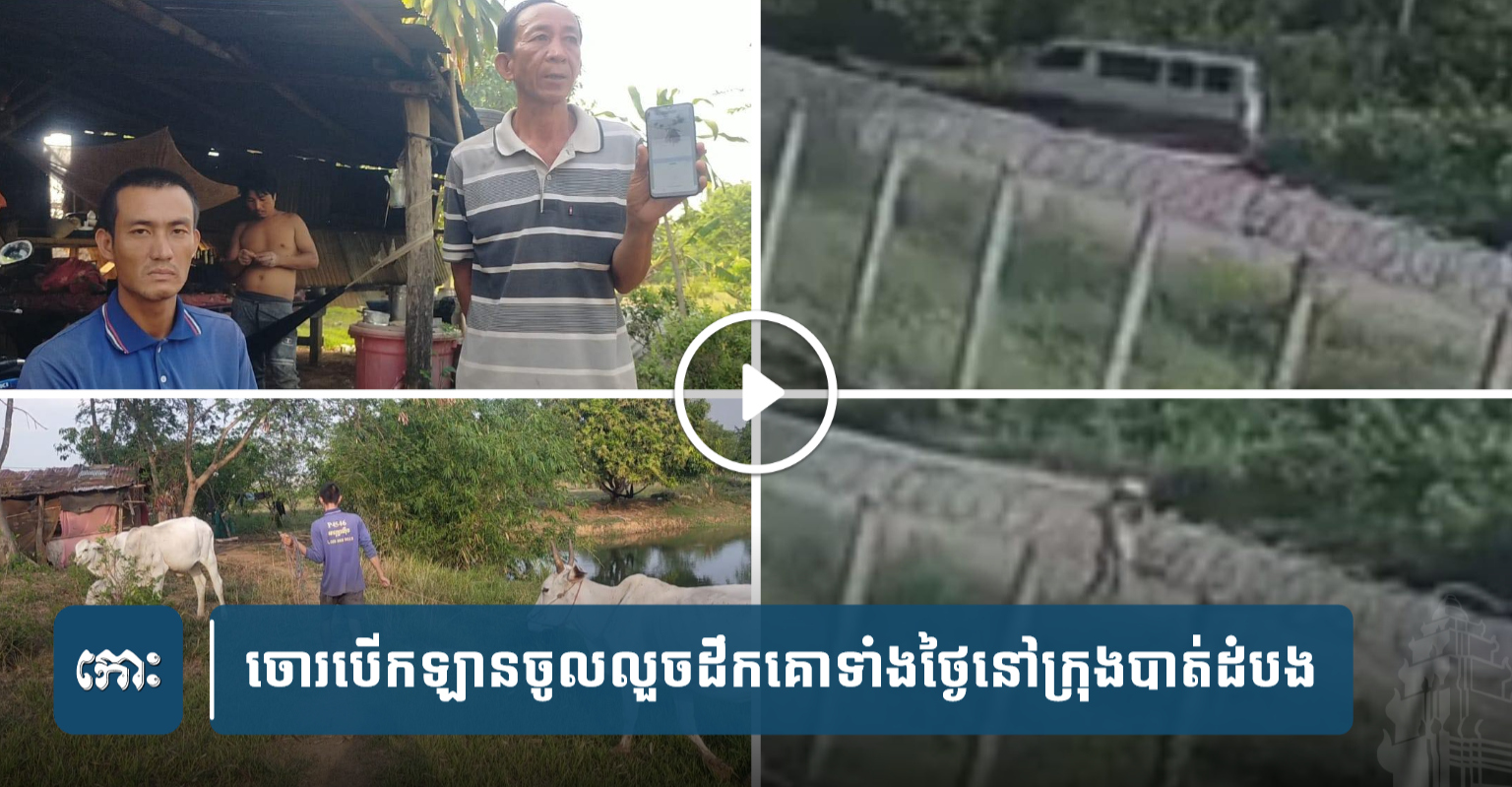 ចោរ កាន់តែ ព្រហើន បើកឡាន ចូល លួច ដឹកគោ អ្នក ភូមិ ទាំង ថ្ងៃ នៅ ក្រុង ...