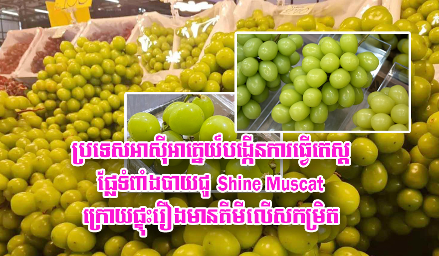 ផ្លែទំពាំងបាយជូ Shine Muscat ក្រោយផ្ទុះរឿងមានជាតិ គីមីលើសកម្រិត ...